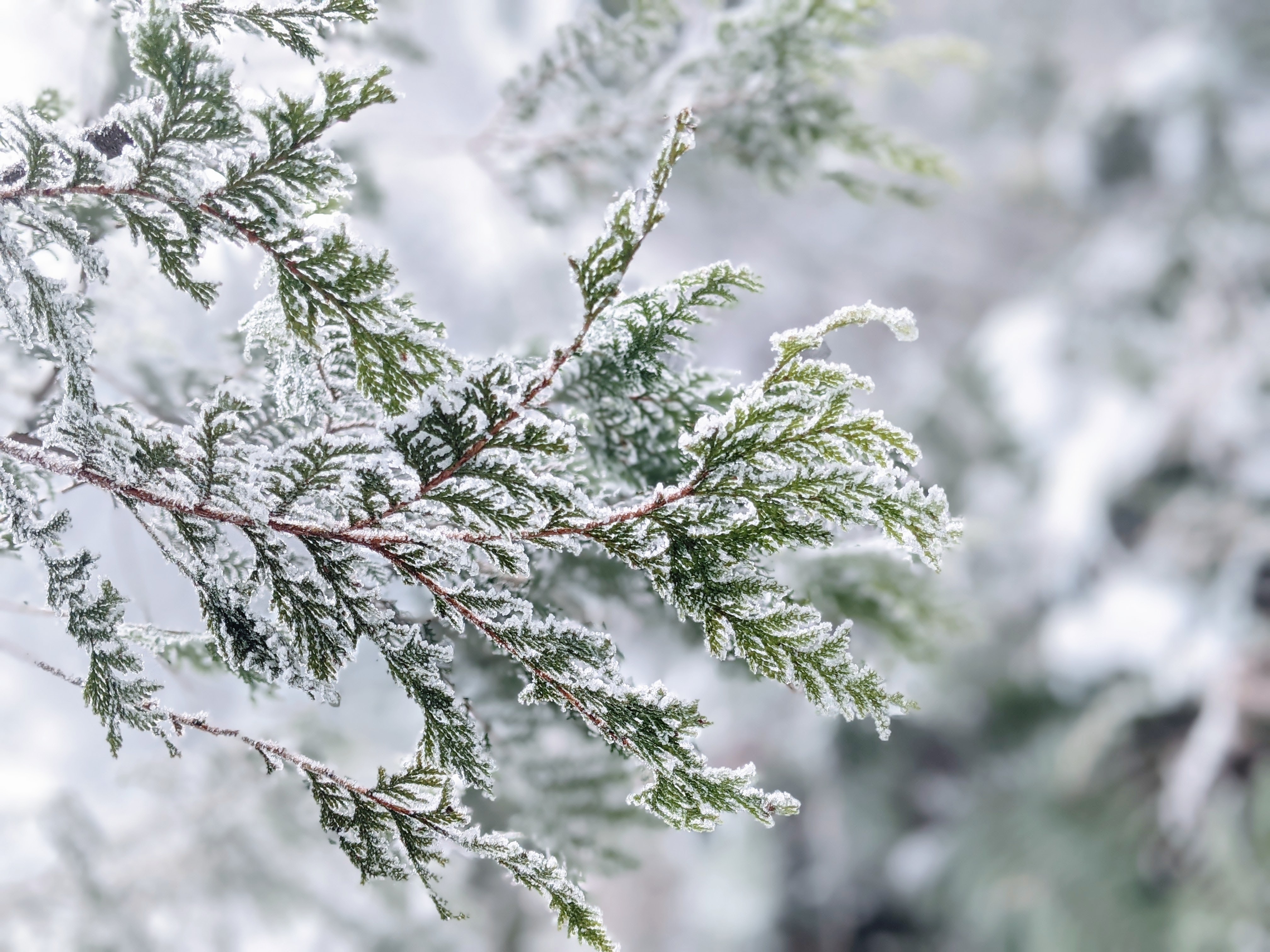 Where to See Snow in Taiwan? – Bubble Tea Island