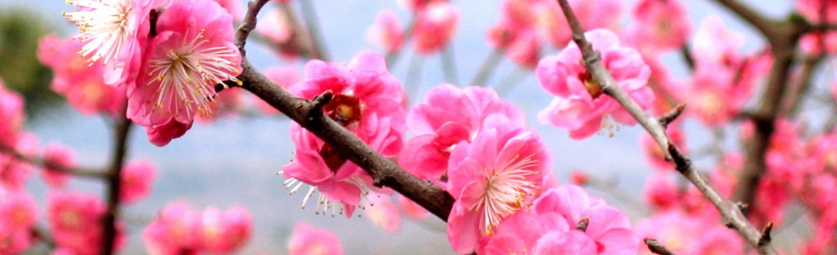 Plum Blossom | National Flower of Taiwan – Bubble Tea Island