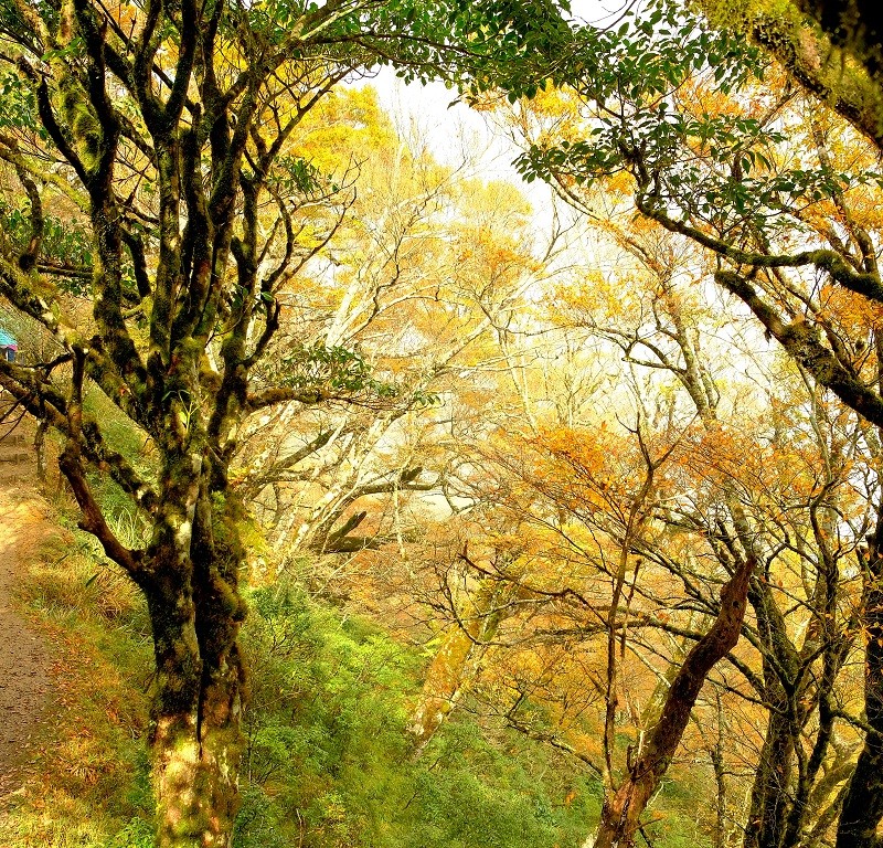 Visit Taipei & Taiwan in October (2025) – Bubble Tea Island