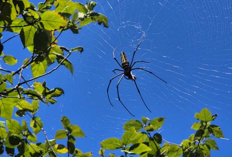 Hiking in Taiwan: Spotting the Big Spider – Bubble Tea Island